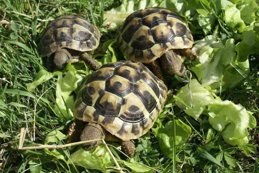 ¿La tortuga es macho o hembra? Así es como podemos resolverlo - Vida ...