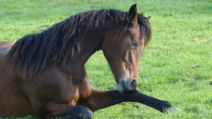 ¿Por qué cojea el caballo? ¿Qué es y cómo curar la sobbattitura? - Vida ...