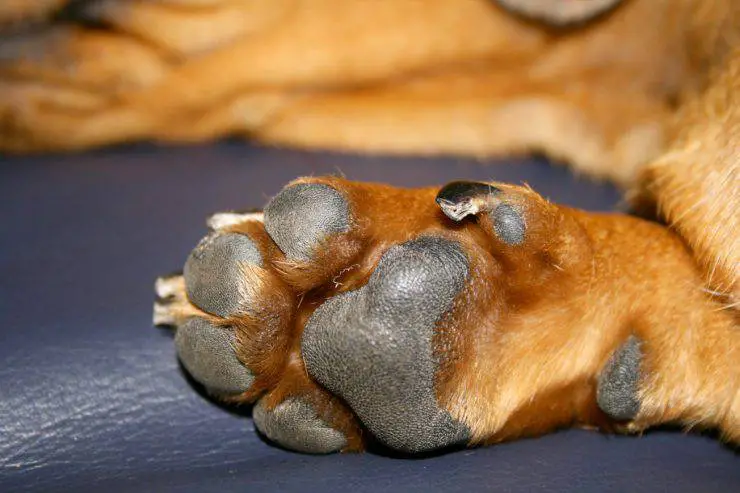 El perro y el verano: consejos útiles para el bienestar de Fido - Vida ...