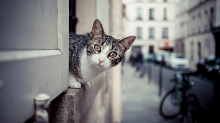 ¿Por qué los gatos tienen curiosidad? Averigüemos juntos - Vida con ...