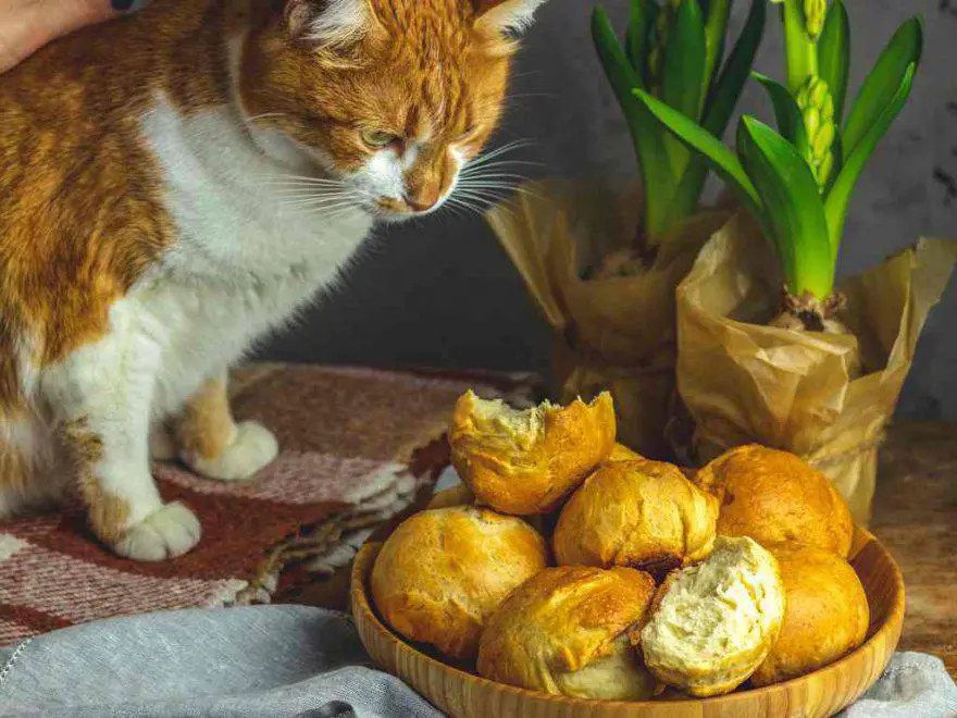 ¿Puede comer pan el gato? Métodos y a qué debe prestar atención. - Vida ...