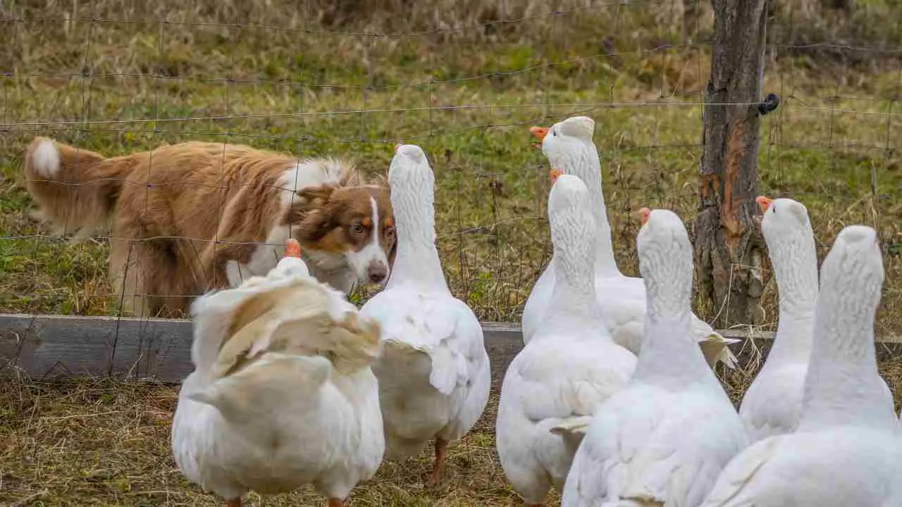 ¿Puede el perro vivir con gansos? ¿Cuáles son las precauciones a tomar ...