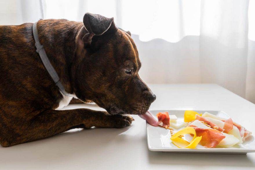 ¿Pueden los perros comer melón? Guía de frutas de verano para Fido ...