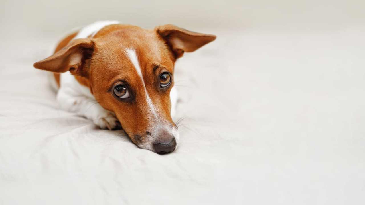 ¿Pueden los perros fingir? Averigüemos si Fido es capaz de engañarnos ...