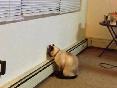 ¿Se ofende el gato? - Vida con Mascotas ️