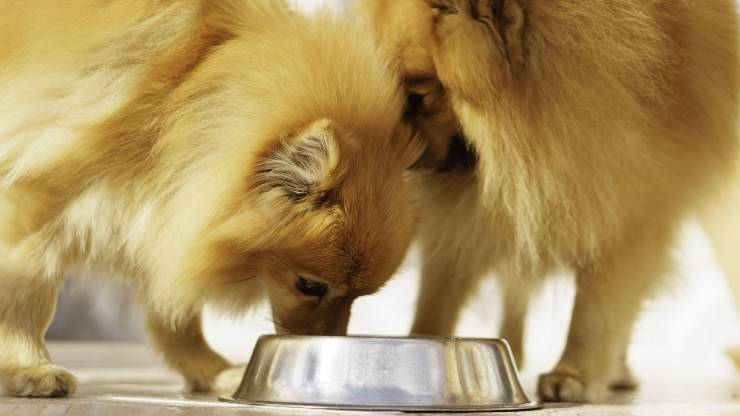 ¿Son los perros animales generosos? La ciencia responde a la pregunta ...