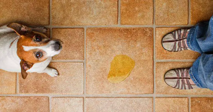 ¿Tu perro está orinando en la casa? ¿Cuáles pueden ser las causas y los ...