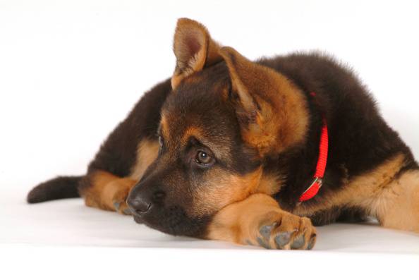 ¿Qué significa el aprendizaje del perro? - Vida con Mascotas ️