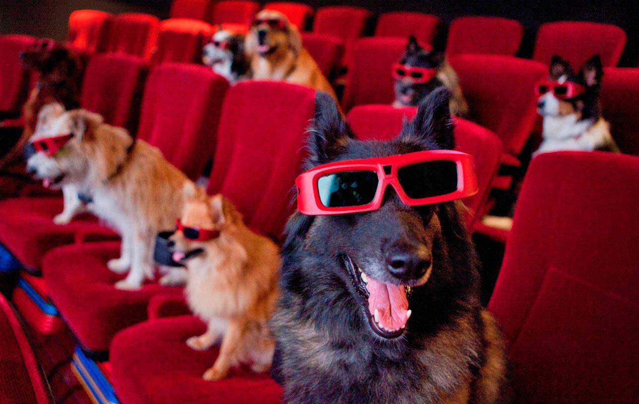 Aquí está la primera compañía de teatro para perros y gatos - Vida con ...