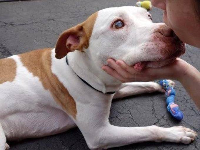Cómo cuidar a un perro ciego: causas y síntomas - Vida con Mascotas ️