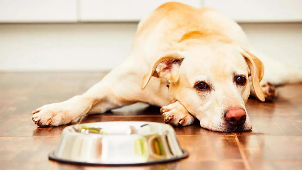 El perro come solo si el dueño está allí: causas y remedios - Vida con ...