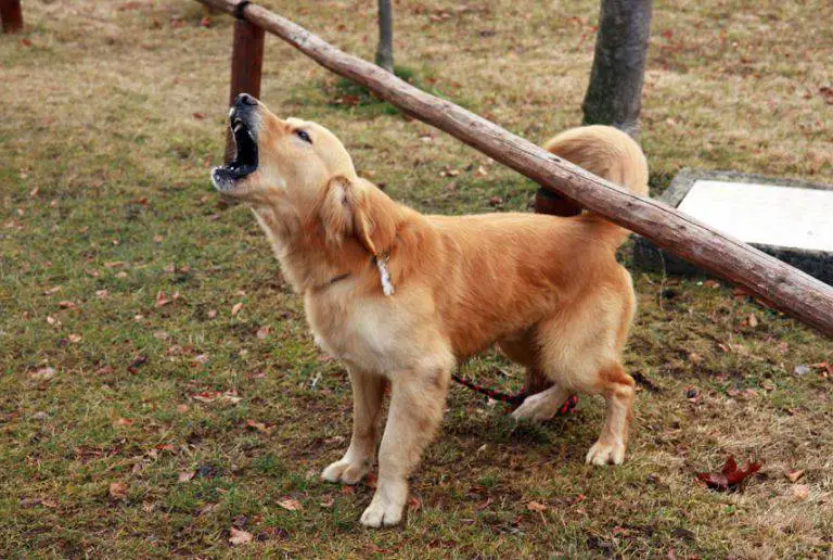 El perro ladra demasiado: ¿por qué lo hace y cómo detenerlo? - Vida con ...