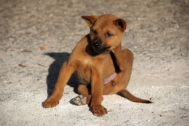 Dermatofitosis o tiña en perros: causas, síntomas y soluciones - Vida ...