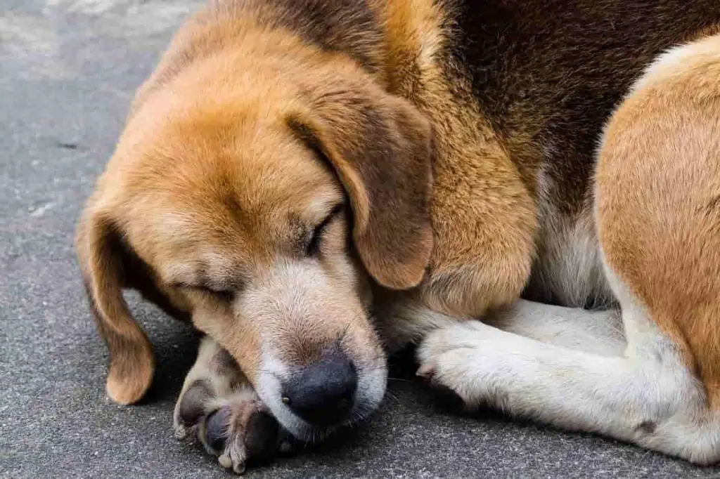 Perro débil y cansado: las causas y cómo actuar - Vida con Mascotas ️