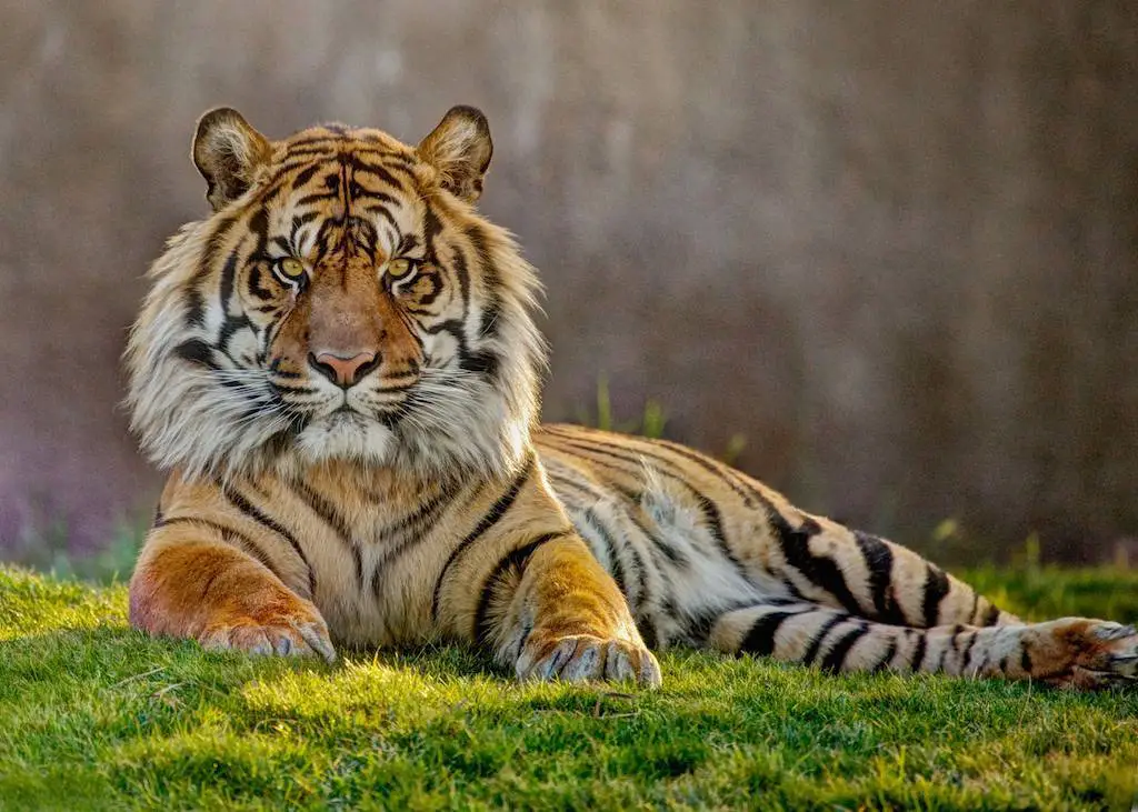 Toda la India en aprensión por Jai: el símbolo del tigre del país ha ...