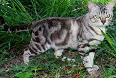 The Australian Mist: el gato australiano - Vida con Mascotas ️