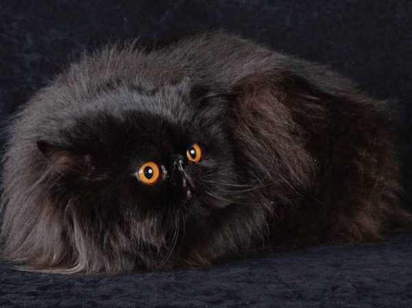 El persa negro: el felino oscuro - Vida con Mascotas ️