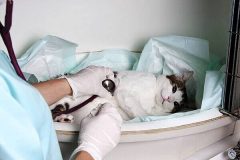 Ataxia cerebelosa en gatos: una enfermedad incapacitante del 70% - Vida ...