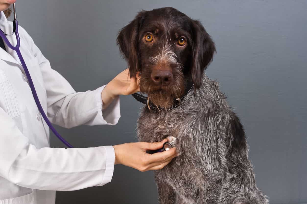 Pruebas clínicas para el perro: aquí están las que debes hacer ...