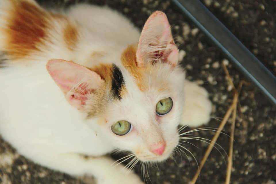 ¿Cómo regañar al gato de forma eficaz? - Vida con Mascotas ️