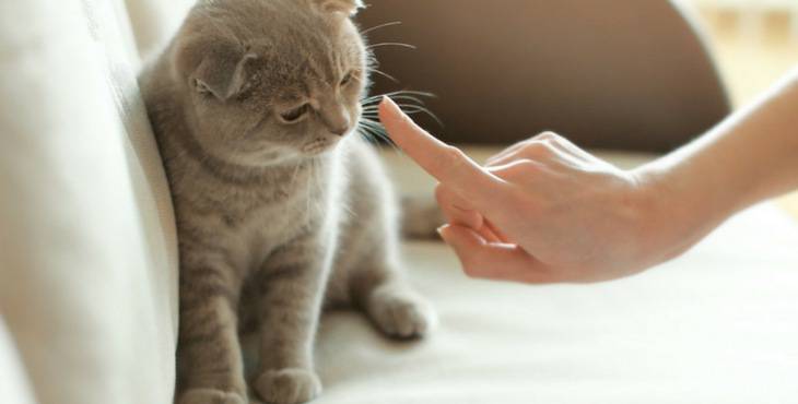Regañar al gato: cómo hacerlo correctamente - Vida con Mascotas ️
