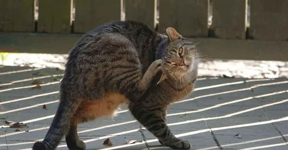 Sarna en gatos: causas, síntomas, tratamiento y remedios naturales ️ Vida con Mascotas ️