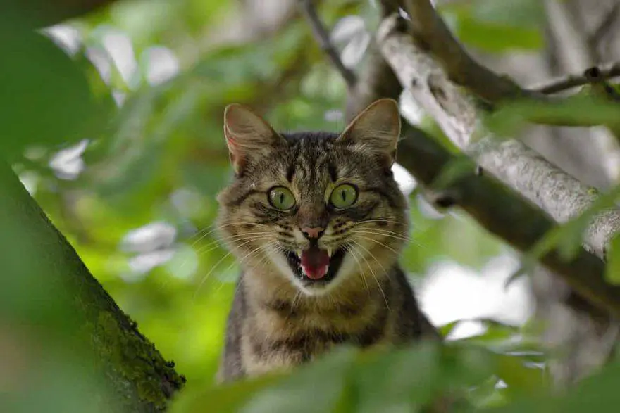 El gato me tiene miedo: ¿por qué sucede y cómo solucionarlo? - Vida con ...