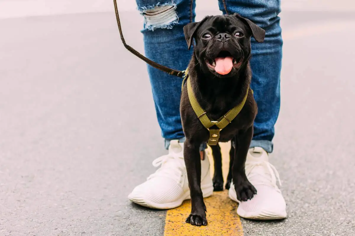 Pasear al perro: 10 formas de hacerlo más divertido - Vida con Mascotas ️