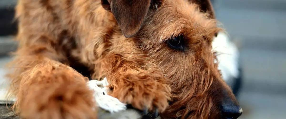Moquillo en perros: síntomas y cómo ayudar a Fido a protegerse del ...