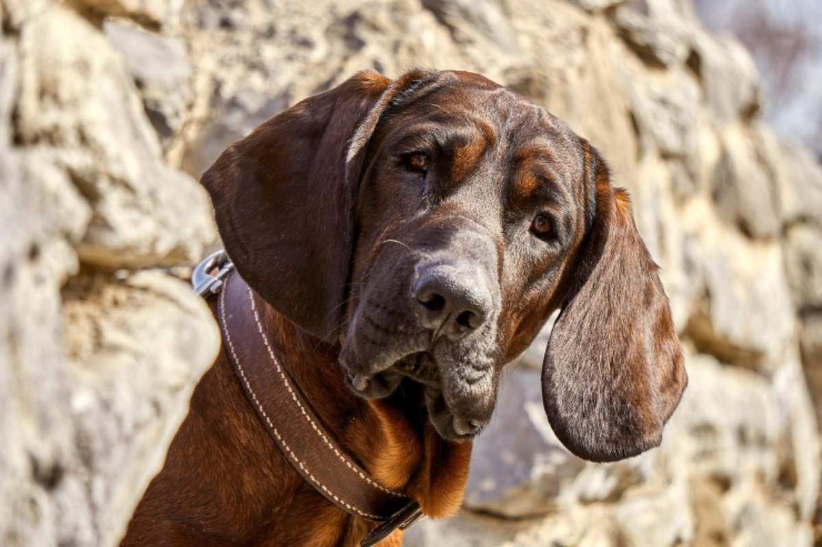 El perro entiende cosas sobre ti y tu estado de ánimo. - Vida con ...
