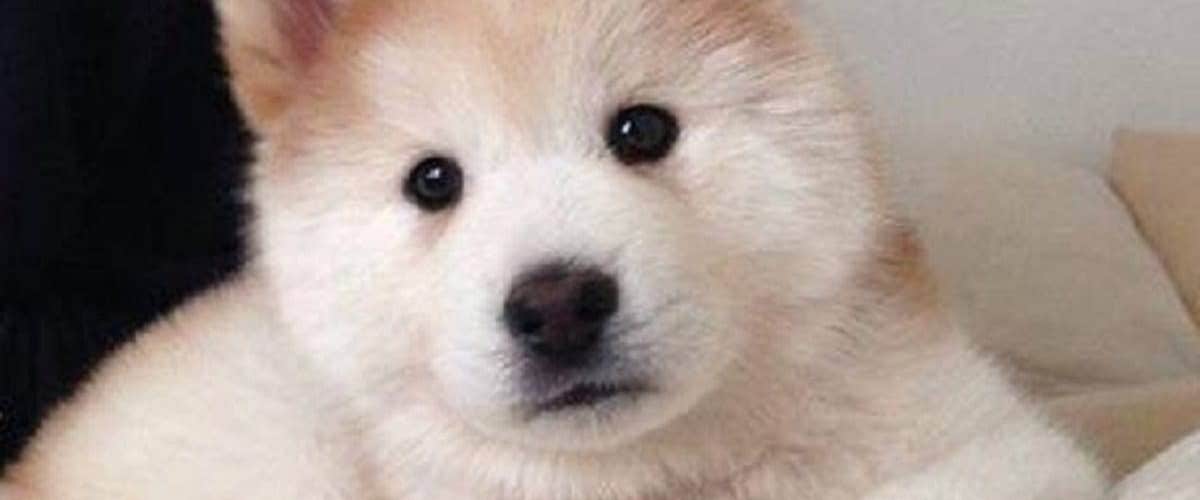 Nuevas razas de perros: del Chowsky al Cheagle ocho perros nunca antes ...