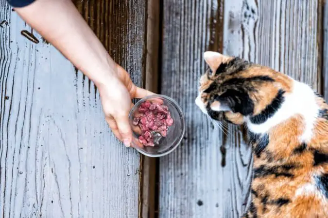Pérdida de apetito en gatos: cuando el gato no tiene hambre y no come ...