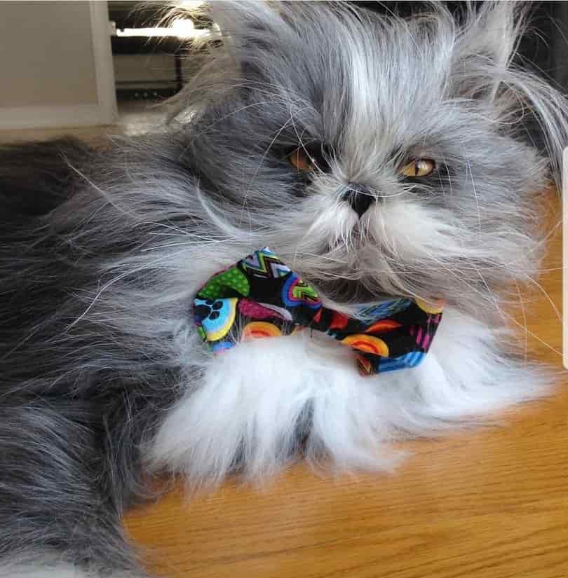 ¿Puede comer pan el gato? Métodos y a qué debe prestar atención. - Vida ...