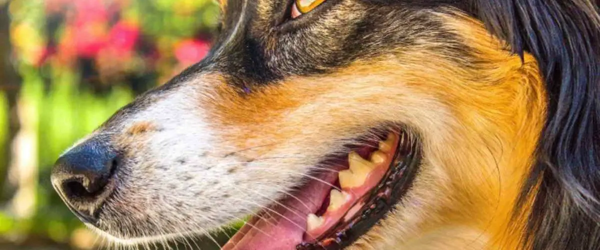 Enfermedades de la cavidad bucal del perro: las principales patologías ...