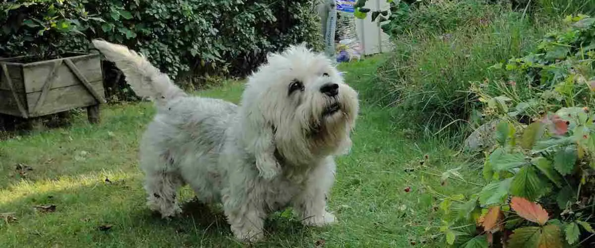Razas de perros de patas cortas: adorables amiguitos peludos ️ Vida con ...