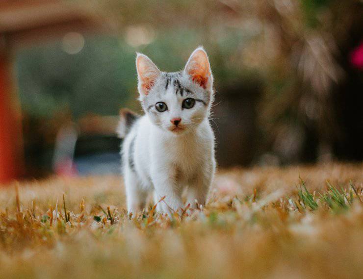 El gatito tiene 6 meses: ¡feliz cumpleaños! Instrucciones para los ...