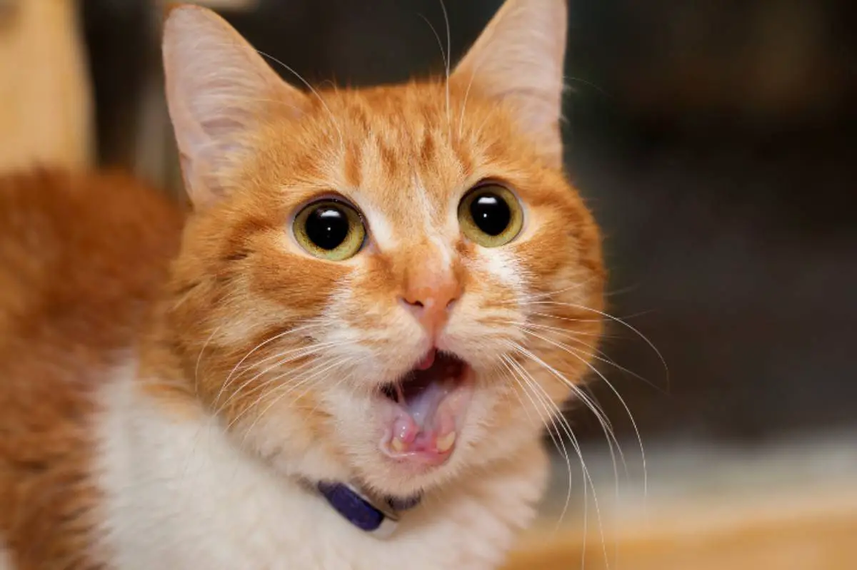 Síntomas de shock en gatos: esto es lo que debe tener en cuenta - Vida ...