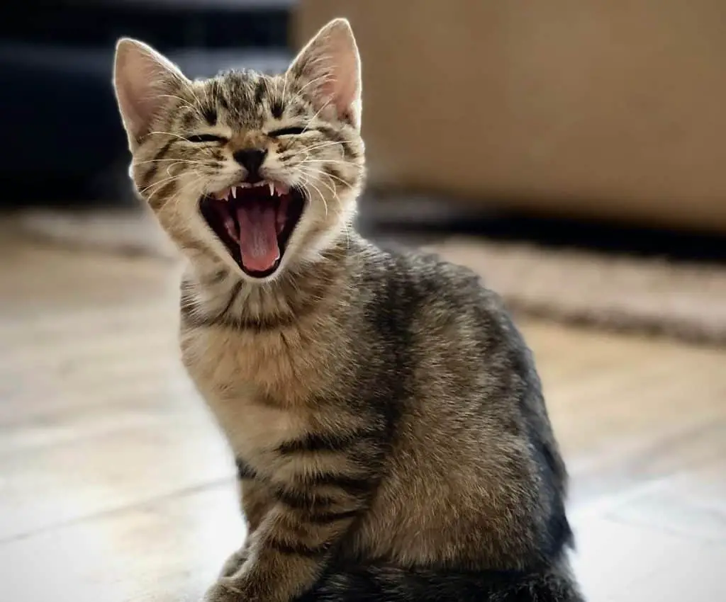 ¿El gato maúlla fuerte? La ciencia explica si es algo bueno o malo ...