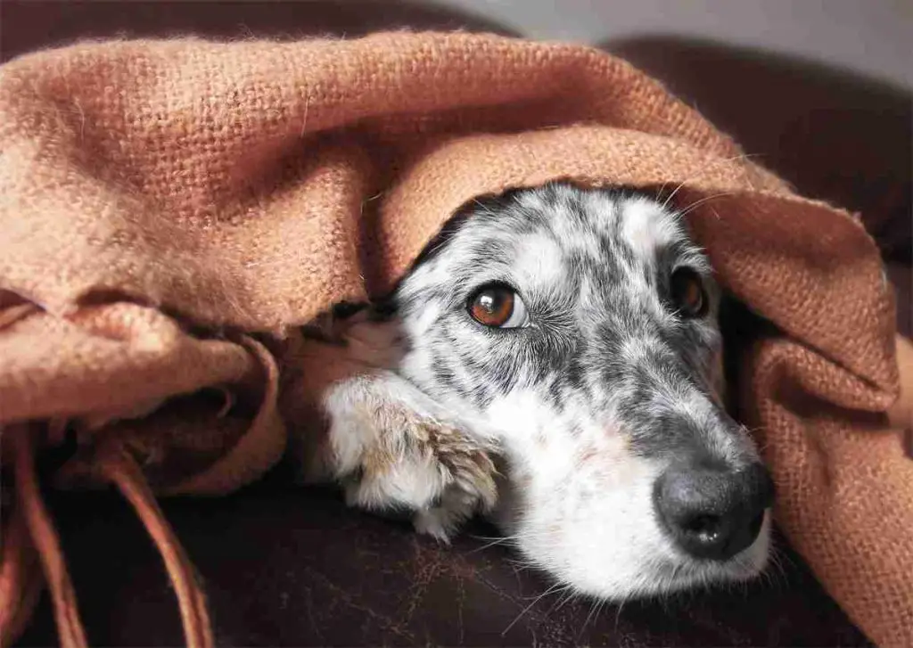 Determinar si el perro está ansioso según su comportamiento. - Vida con ...