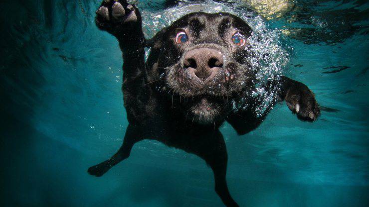 Razas de perros amantes del mar: alegres nadadores peludos - Vida con ...