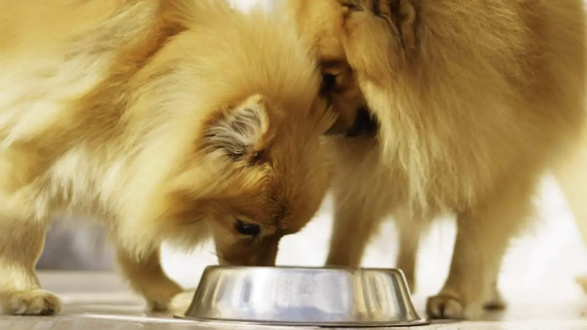 ¿Son los perros animales generosos? La ciencia responde a la pregunta ...
