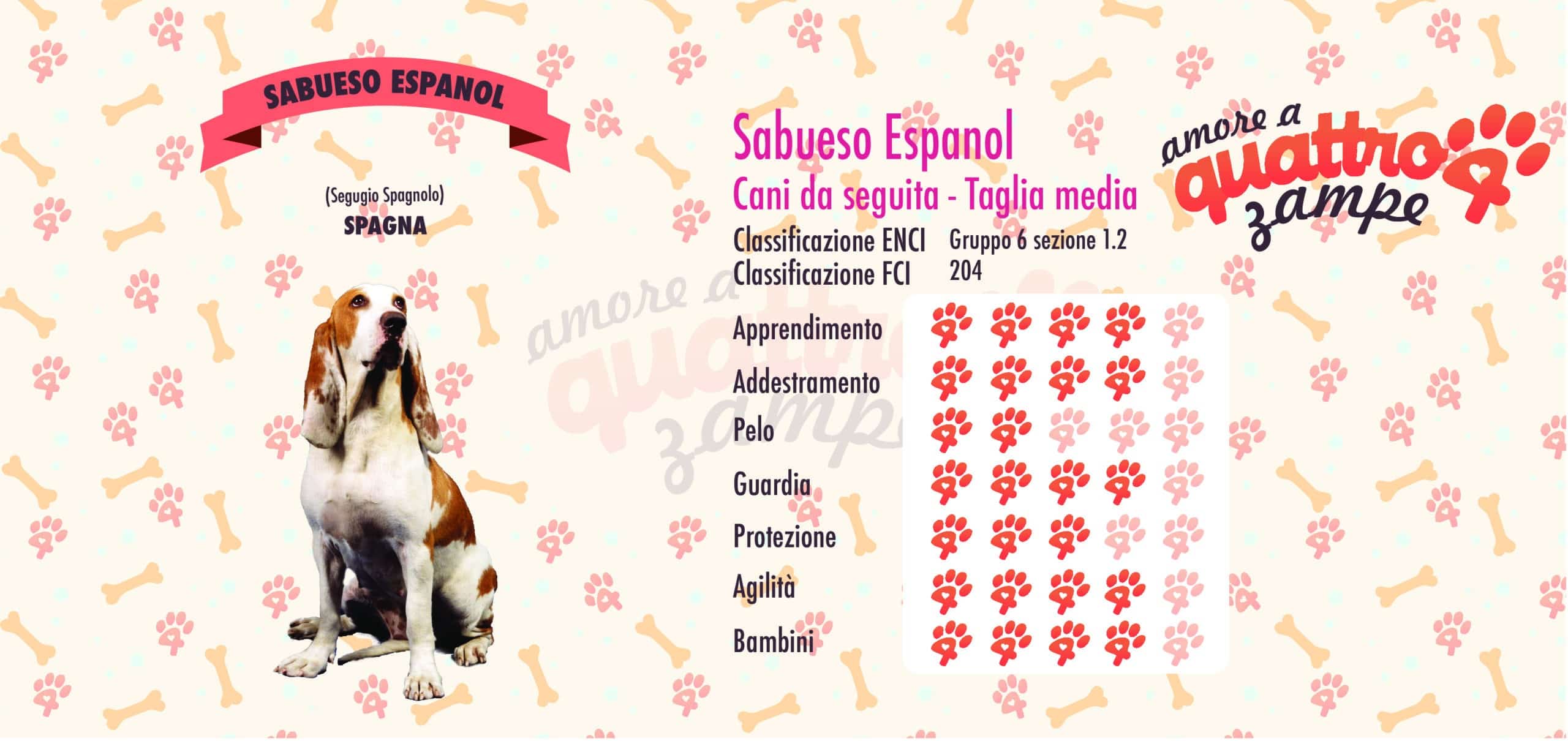Sabueso español: raza, características, carácter y salud - Vida con ...