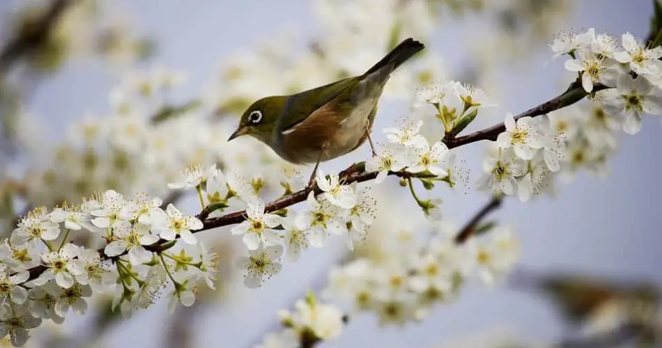 Primavera: ¿cuáles son los pájaros que la anuncian? - Vida con Mascotas ️
