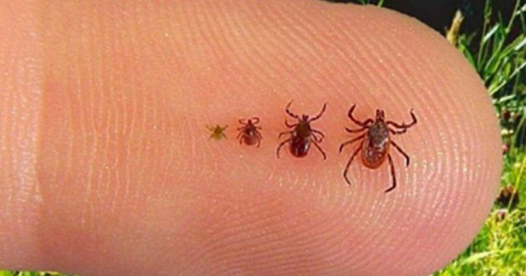 Picaduras de garrapatas en humanos: como evitarlas y que hacer en caso ...
