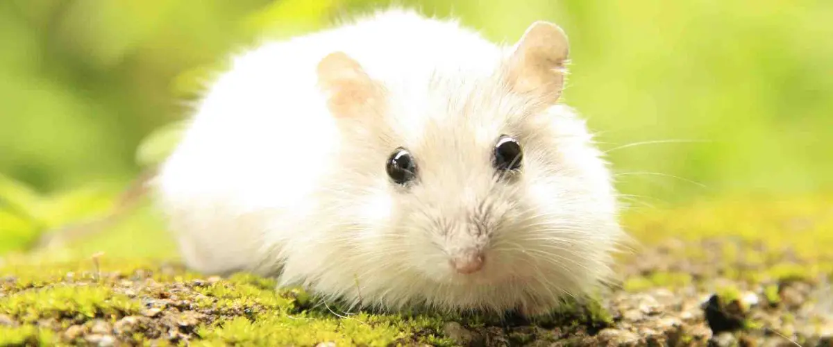Memoria de hámster: cómo funciona y por qué es tan única 🥇 Vida con ...