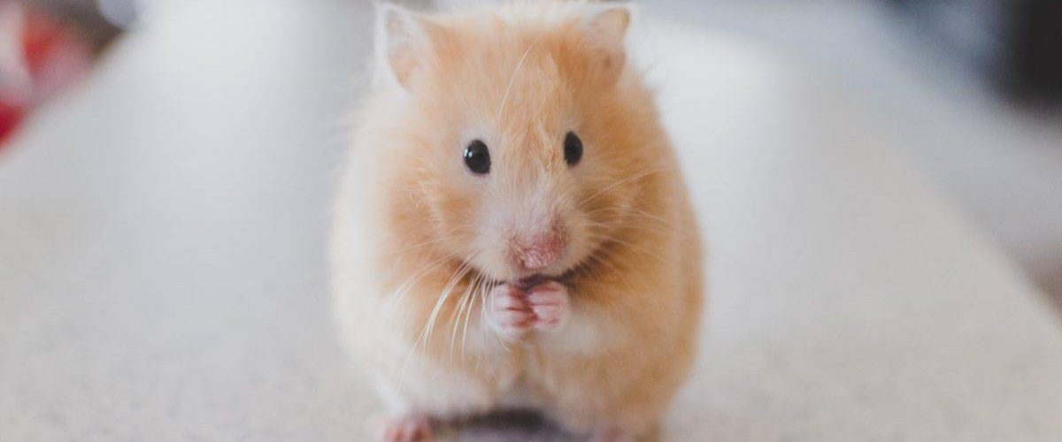 Anatomía del hámster y sus 5 sentidos 🥇 Vida con Mascotas 🥇