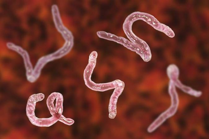 Parásitos intestinales en perros: que son, síntomas y tratamiento ...