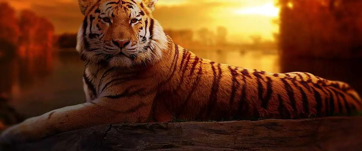 Tigre: que come, donde vive, características y curiosidades ️ Vida con ... Tigre: que come, donde vive, características y curiosidades ️ Vida con ...