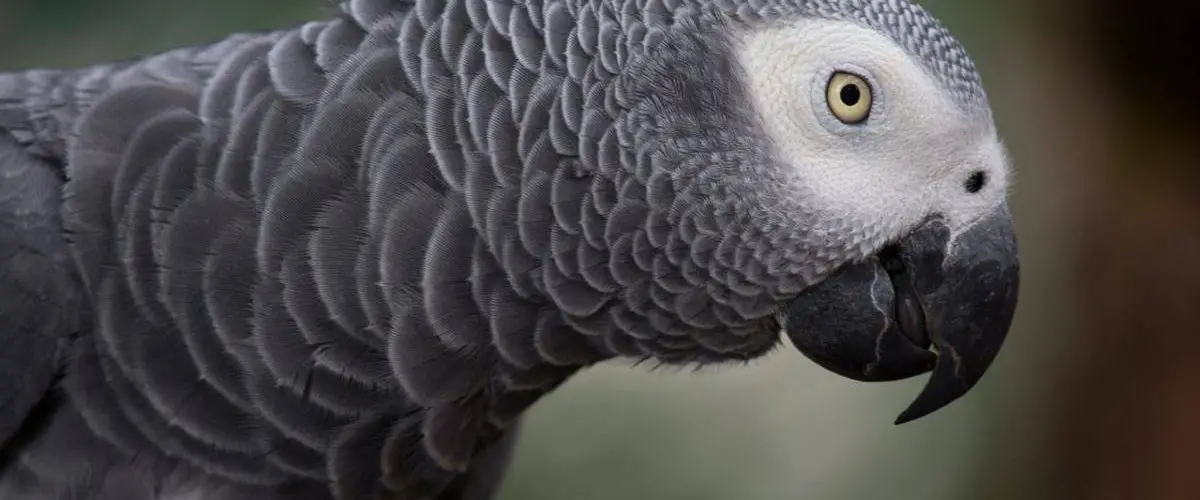 Loro gris doméstico: características, nutrición y consejos. ️ Vida con ...