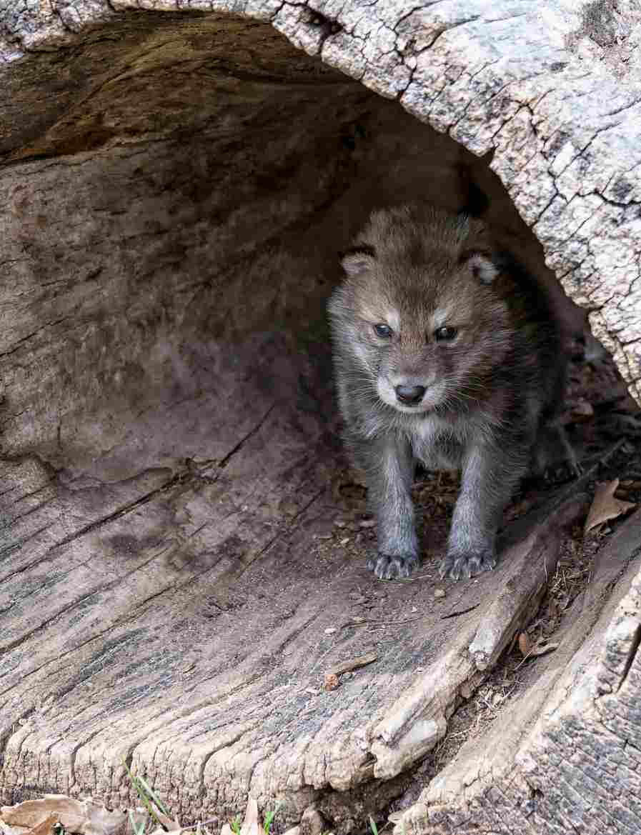 El lobo entiende la comunicación humana: los cachorros juegan para ...